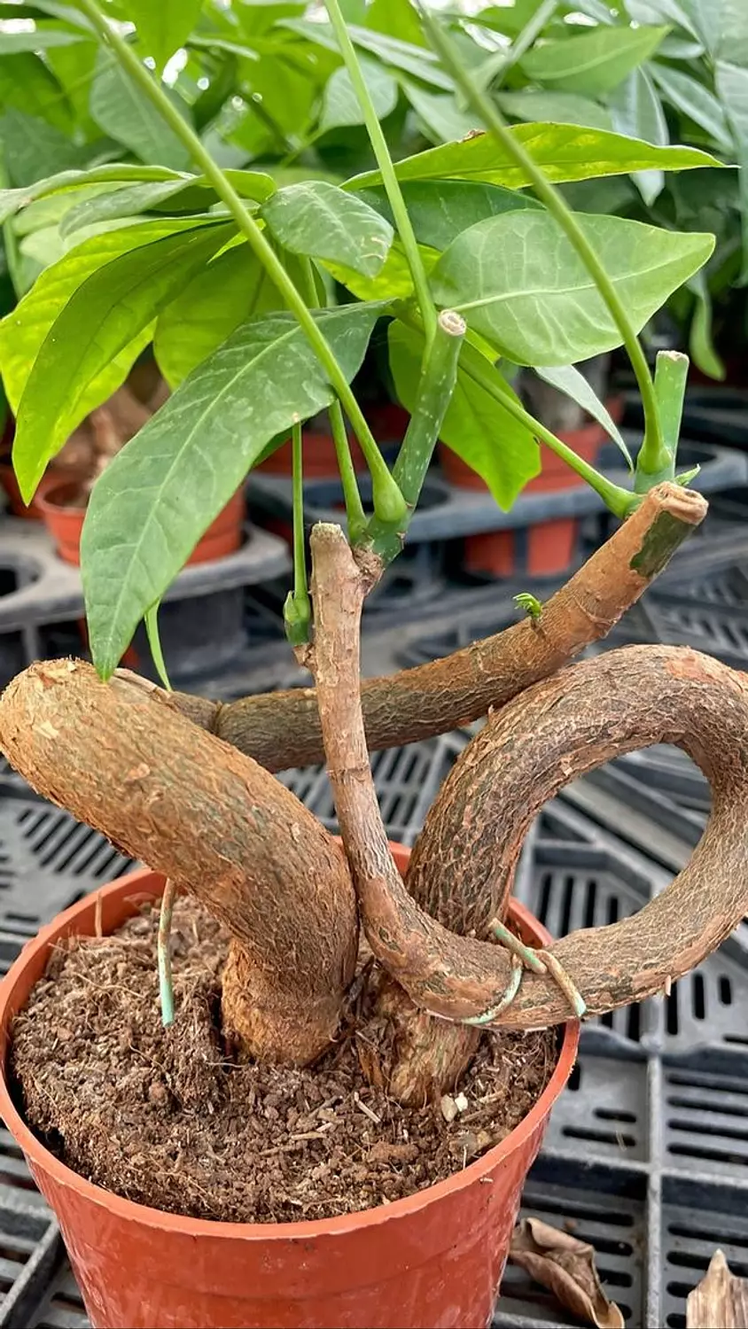 Dancing Money Tree | ThePlantShop