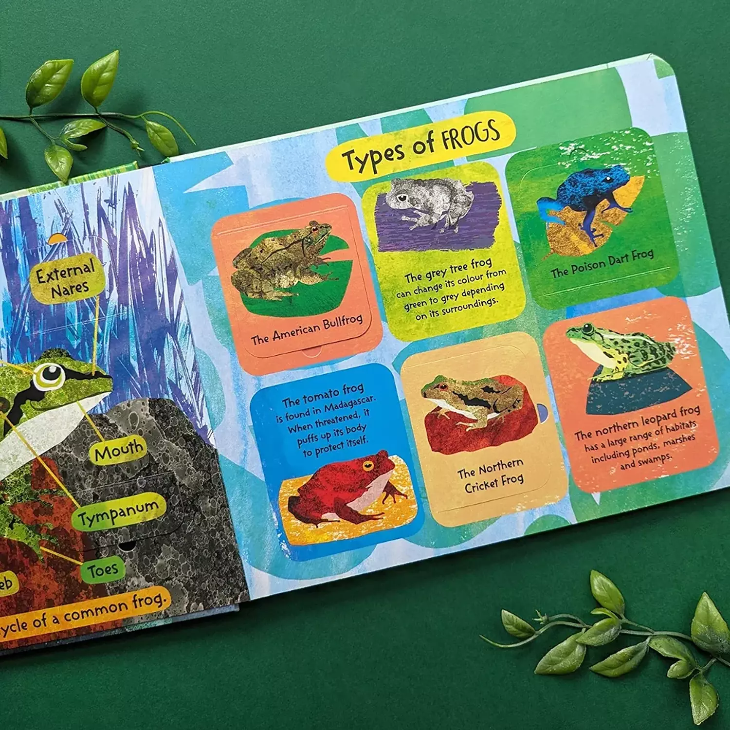The Life Cycle Of Frogs | Yasmin Bookstore