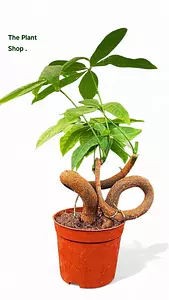 Dancing Money Tree | ThePlantShop